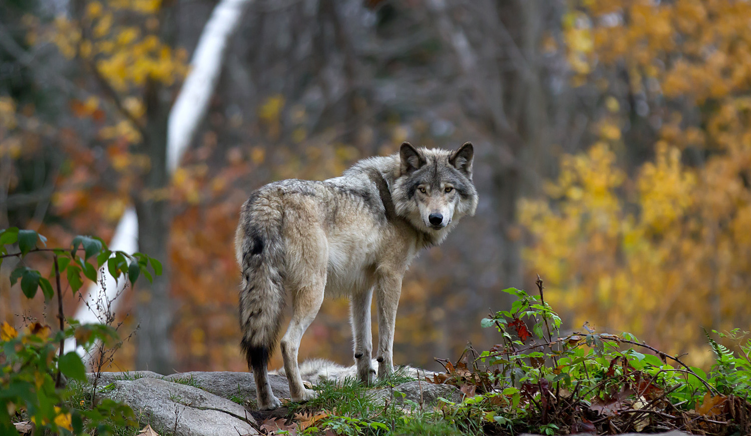 De wolf in Vlaanderen | Agentschap voor Natuur en Bos De wolf in Vlaanderen | Agentschap voor Natuur en Bos